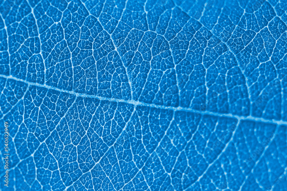 Macro leaf texture blue colorized with beautiful relief facture of ...