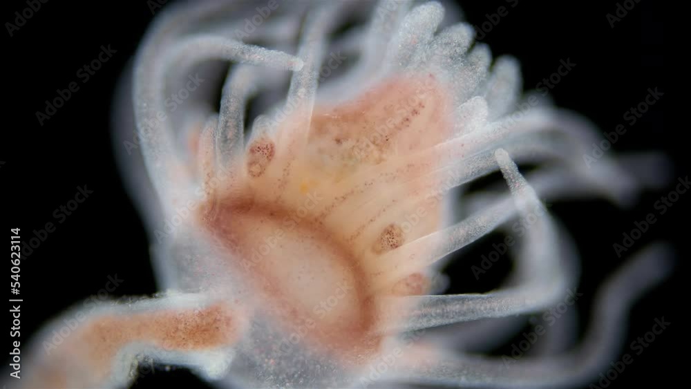 Hydrozoa of the family Tubulariidae under a microscope, possibly the ...
