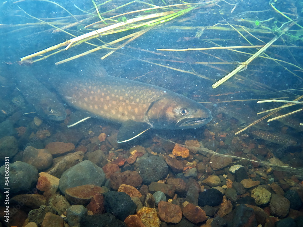 Underwater photography of the spawning of Amemasu, a native species of ...