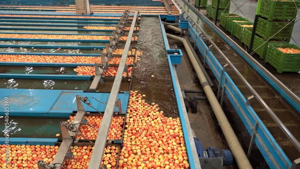 Large Apple Processing Plant Interior With Apples In Flumes Transported ...