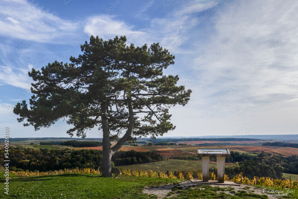 Le Plateau de Blu, un arbre et ses vignobles à l'automne Stock Photo ...