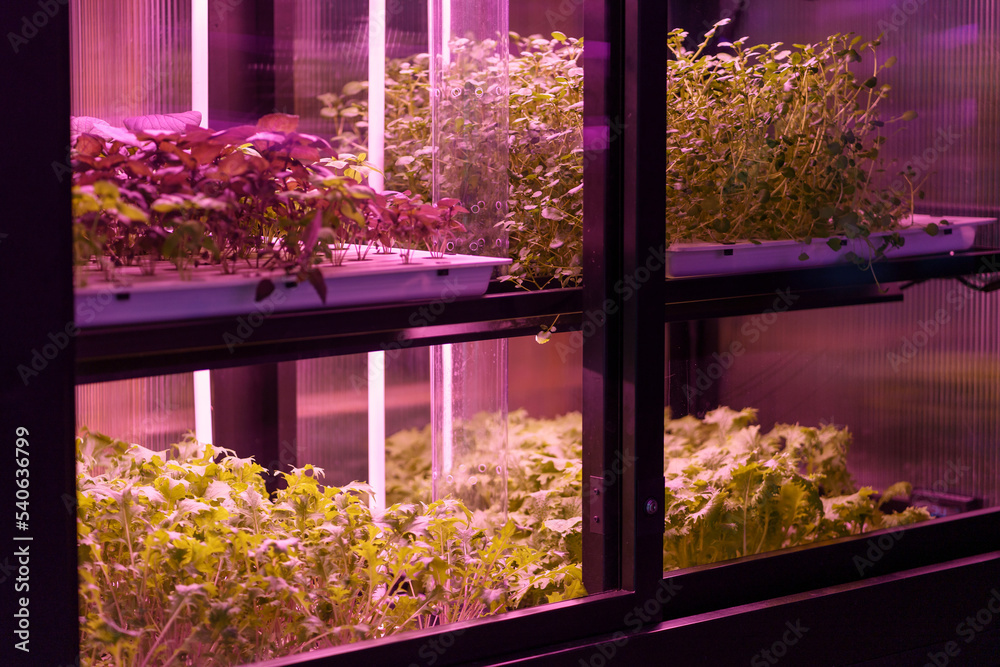 Full spectrum LED grow lights for lettuce and basil. Young Mizuna grow ...