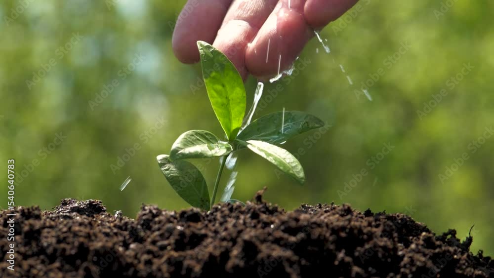 Agriculture. farmer hand waters sprout close-up. new productive variety ...