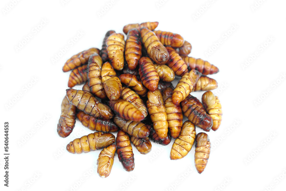 Fried chrysalis isolated on white background. Concept : weird food ...