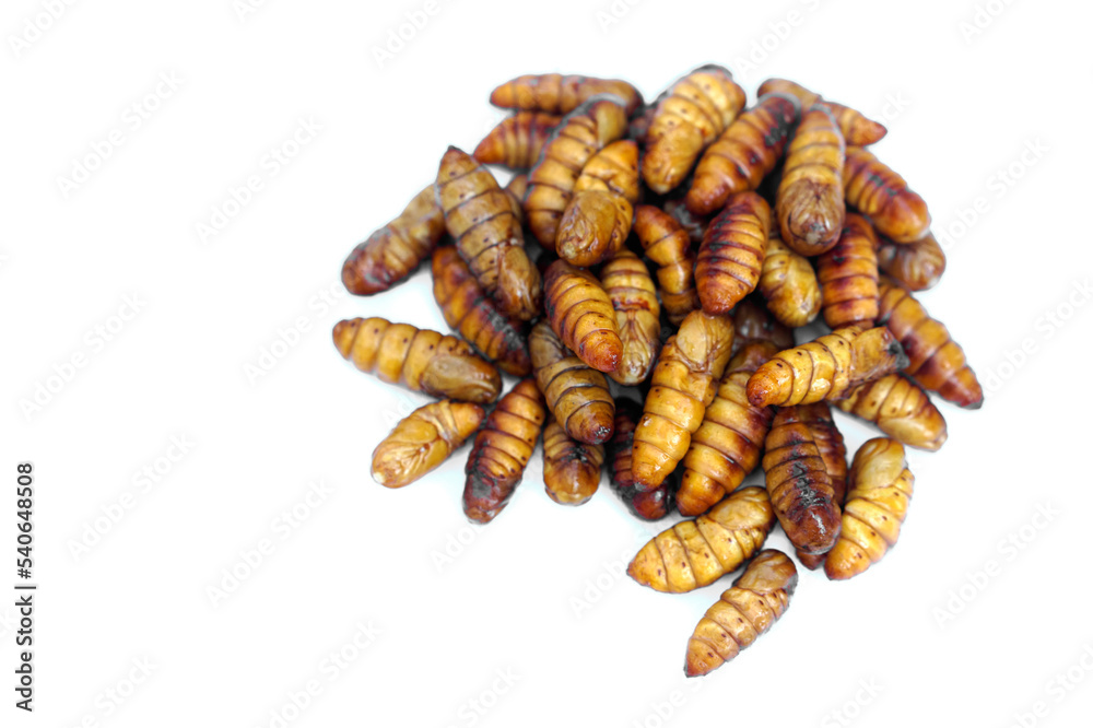 Fried chrysalis isolated on white background. Concept : weird food ...