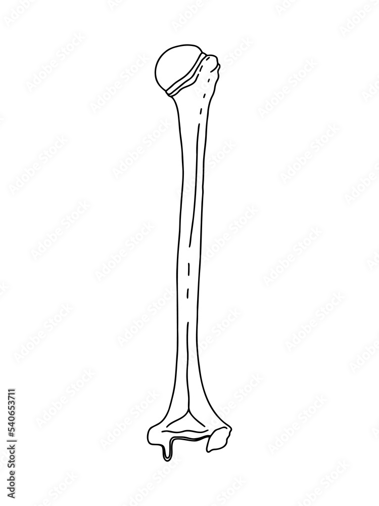 Human right humerus. Vector, outline, anatomical, hand drawn. Stock ...