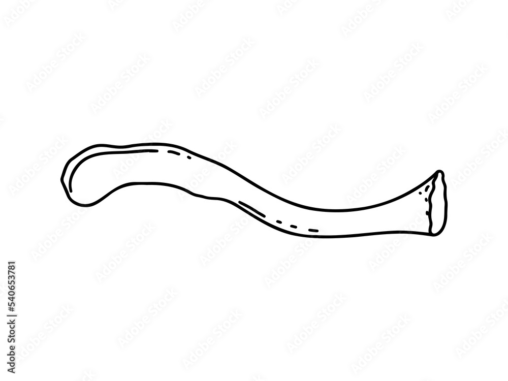 Right human clavicle. Outline, anatomical, hand drawn illustration ...