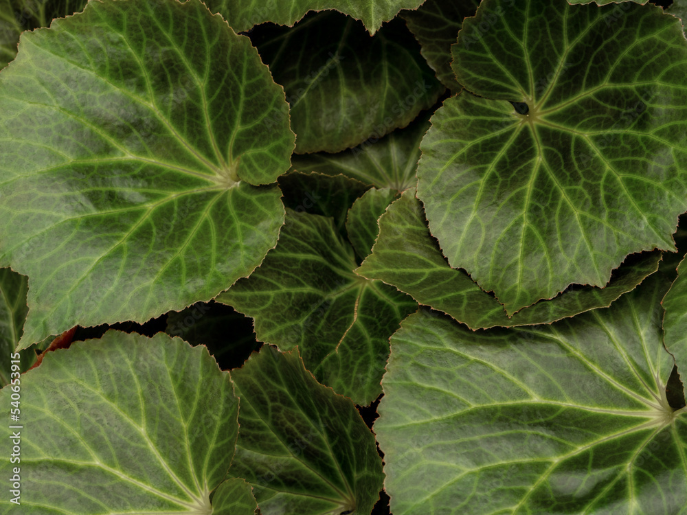 Surface texture of Begonia leaves as nature background Stock Photo ...