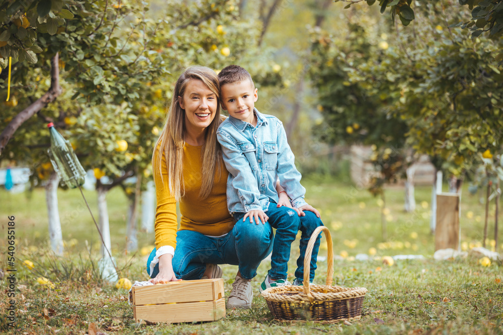 Quince. Fruit. Farm. Work. Nature. Mother with son at Quince farm. A ...