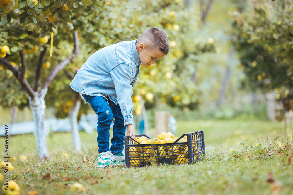 A boy proudly displays the basket of quinces he picked at a midwest ...