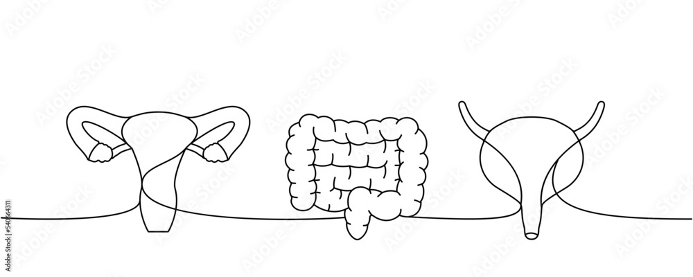 Set of human organs one line continuous drawing. Bladder, reproductive ...