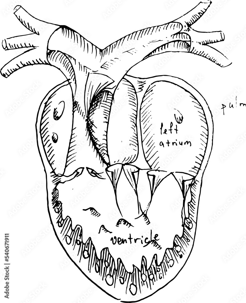 Anatomical heart - vector detailed illustration, human organ. Sketch ...