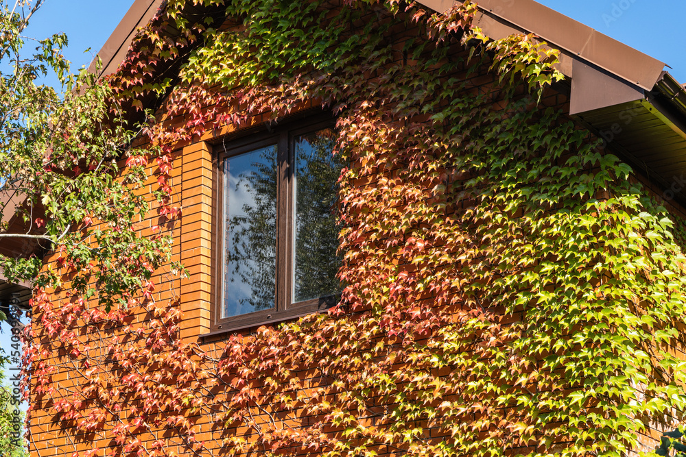 Boston ivy leaves as decoration and decorative element of building ...