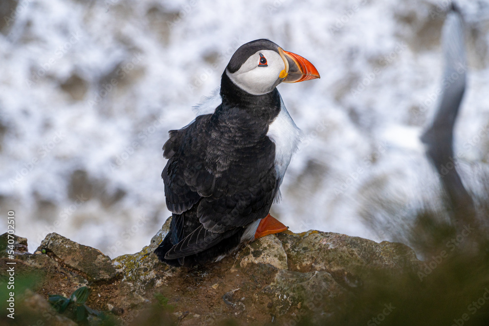 Puffin nesting and perched on cliff face on rugged UK coastline view ...