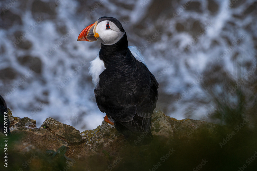 Puffin nesting and perched on cliff face on rugged UK coastline view ...