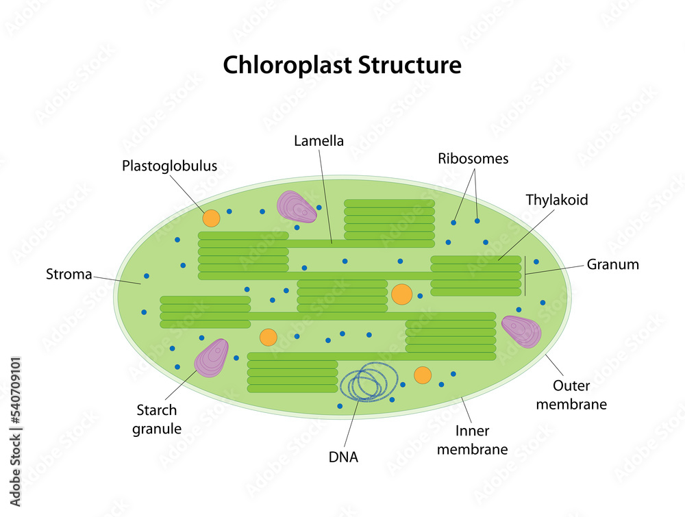 Chloroplast (green plastid) Structure. Membrane-bound organelle. Stock ...