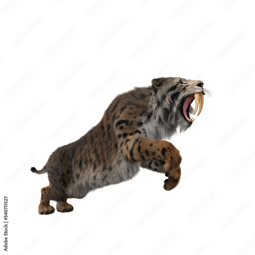 3D rendering of a Smilodon, the extinct pre-historic Sabre-tooth Stock ...