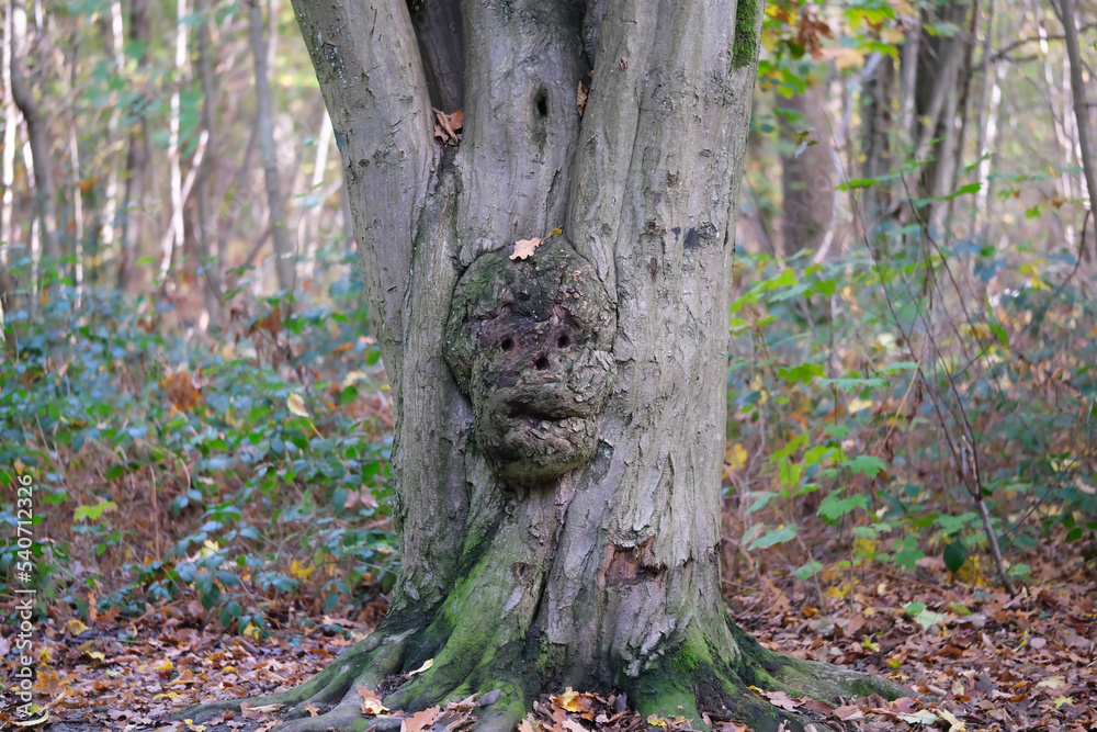 Face in tree trunk, tree trunk with bulge, face recognizable eyes and ...