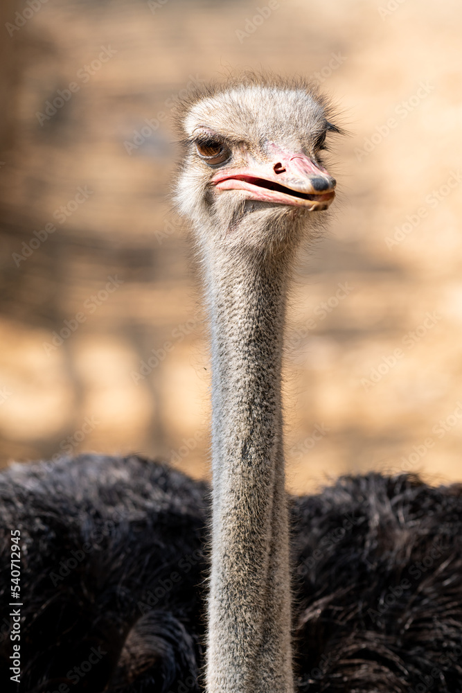 Ostrich Head frontal in Natural Environment. The Ostrich or Common ...