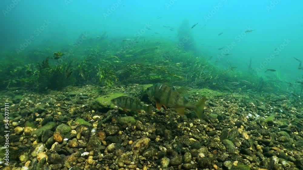Underwater footage of swimming European perch, Perca fluviatilis. The ...