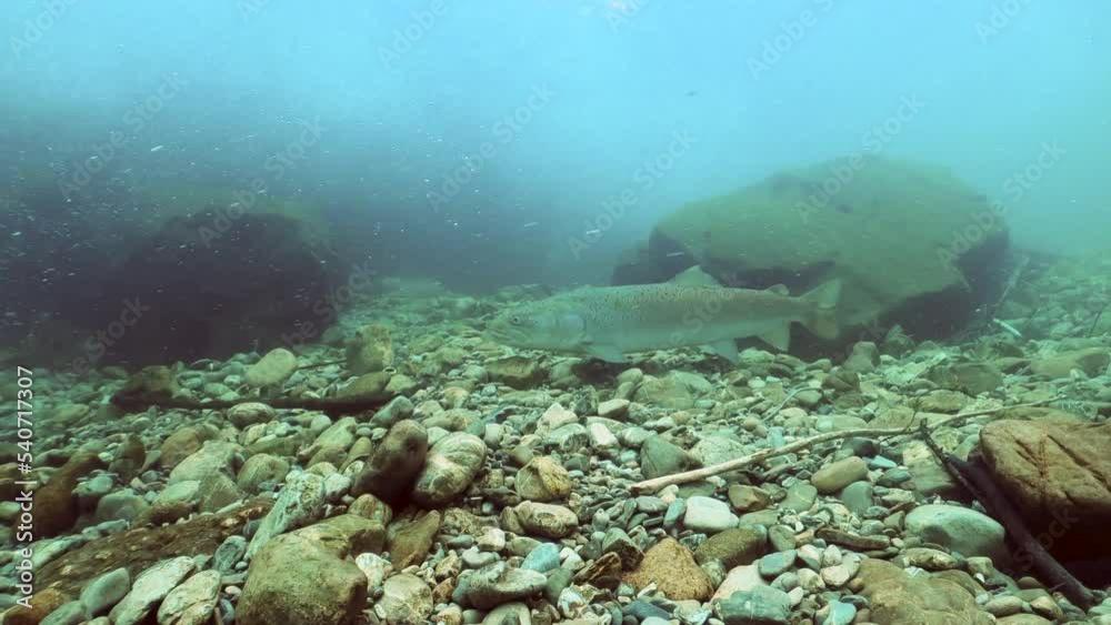 Freshwater fish Common huchen (Hucho hucho) in the beautiful clean ...