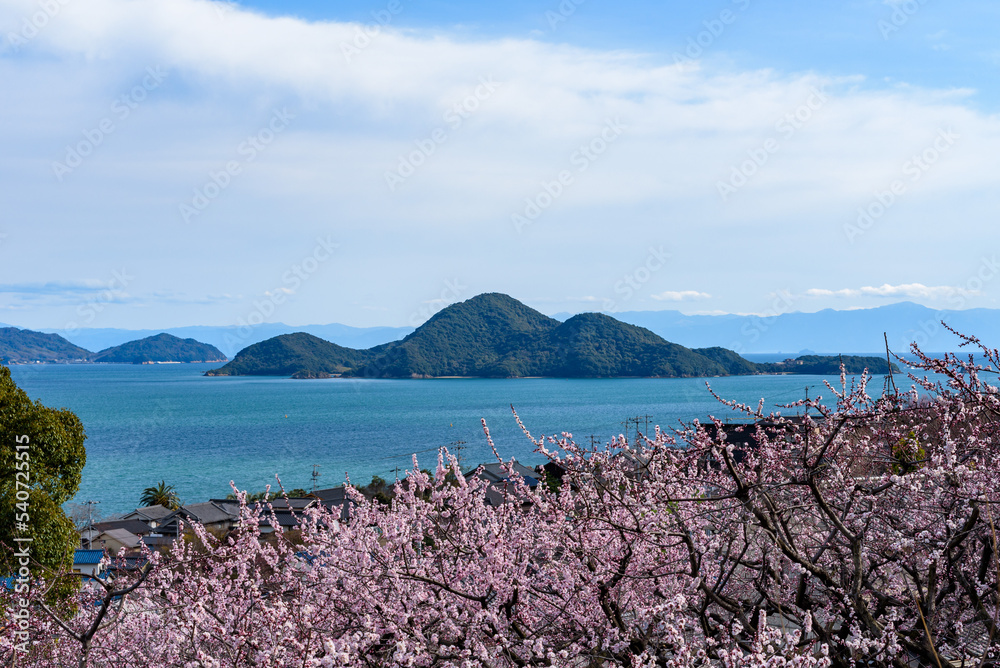 Tajiri-cho, Fukuyama City, Hiroshima Prefecture, Apricot Blossoms and ...