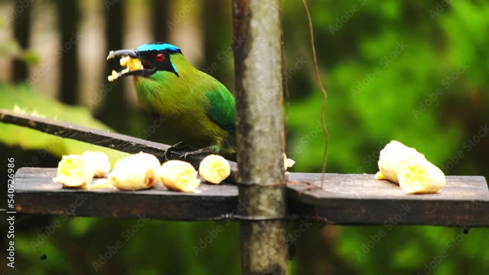 close up of detailed Andean motmot (Momotus aequatorialis) tropical ...