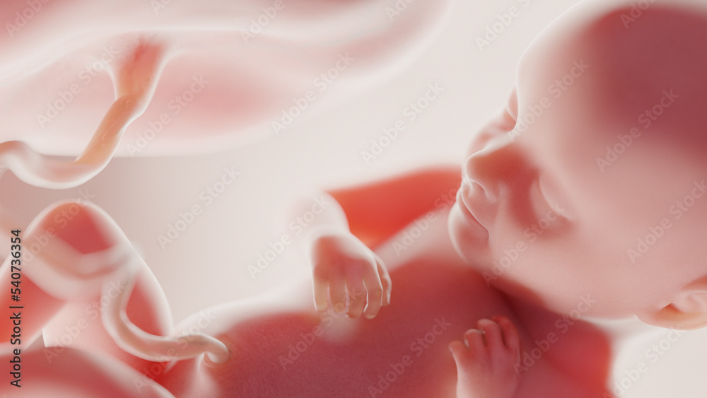 human fetus Stock Illustration | Adobe Stock