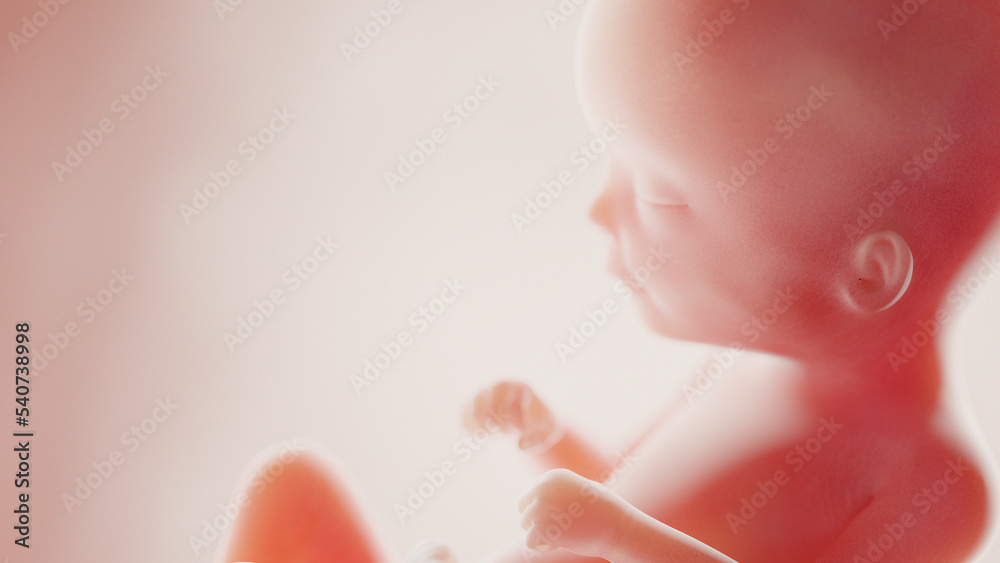 human fetus Stock Illustration | Adobe Stock