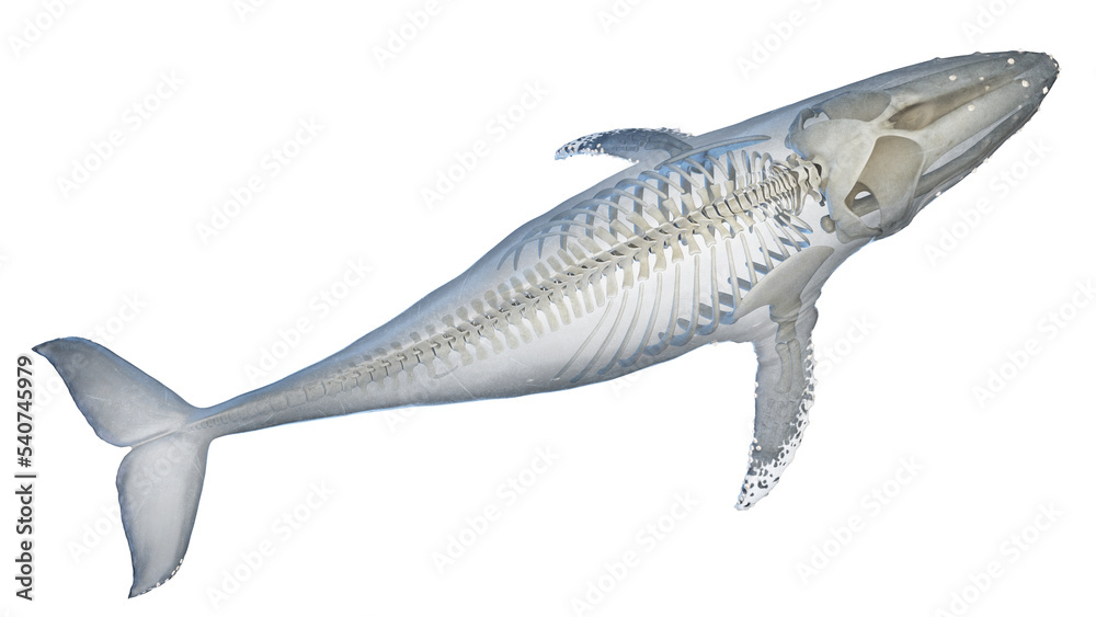 whale anatomy Stock Illustration | Adobe Stock
