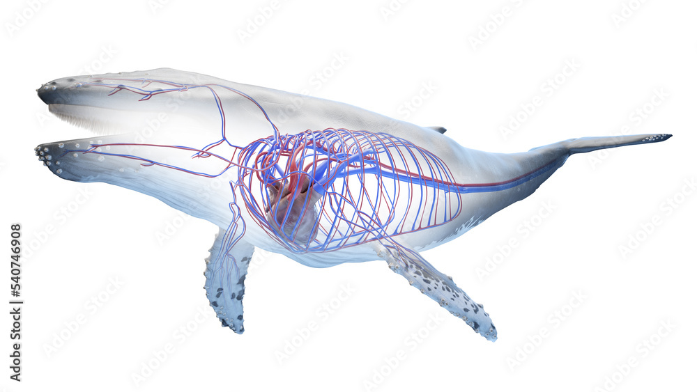 whale anatomy Stock Illustration | Adobe Stock