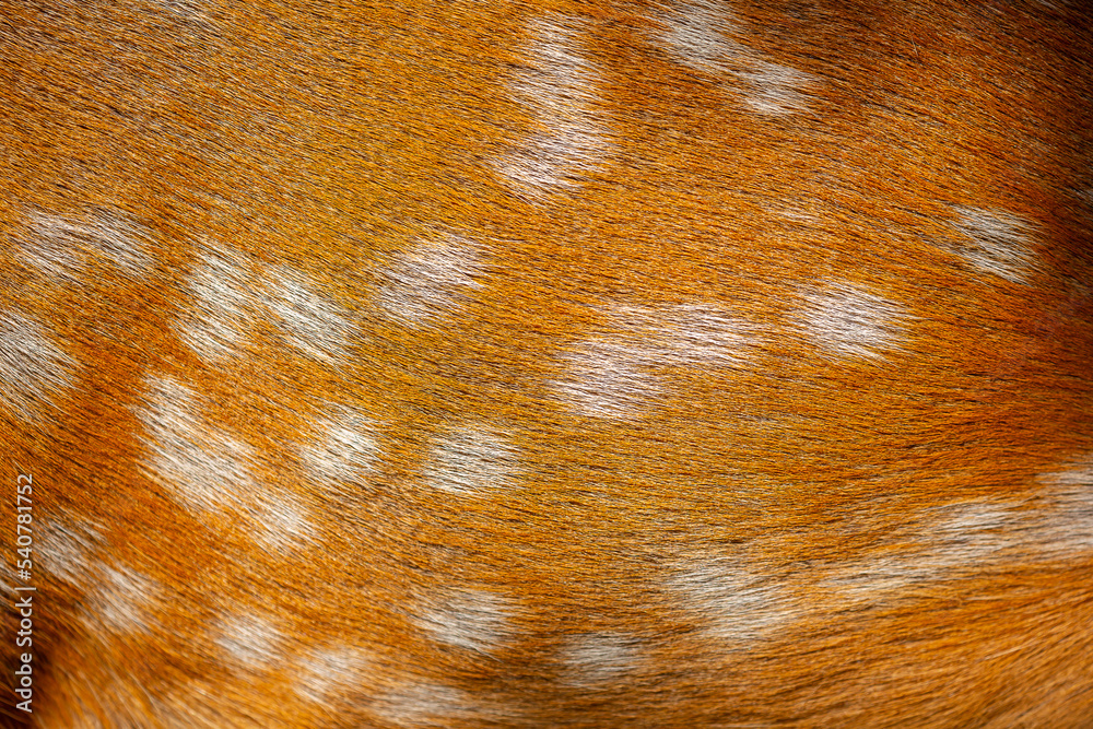 Sika deer fur close up. Red animal fur background, fur texture. Dappled ...