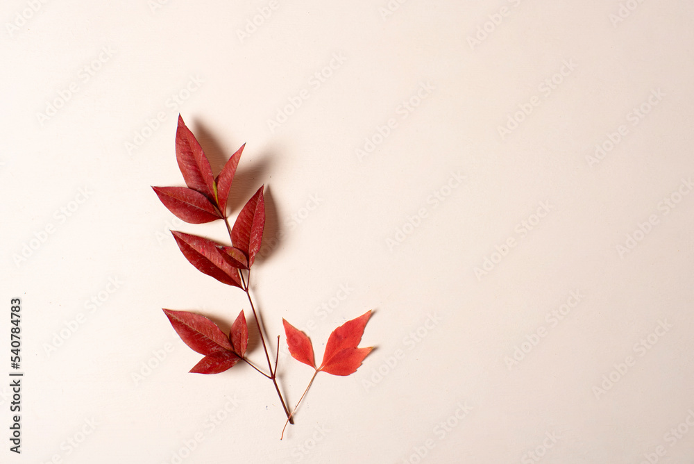 ramos de hojas rojizas de ramas de otoño, ambiente otoñal con ...