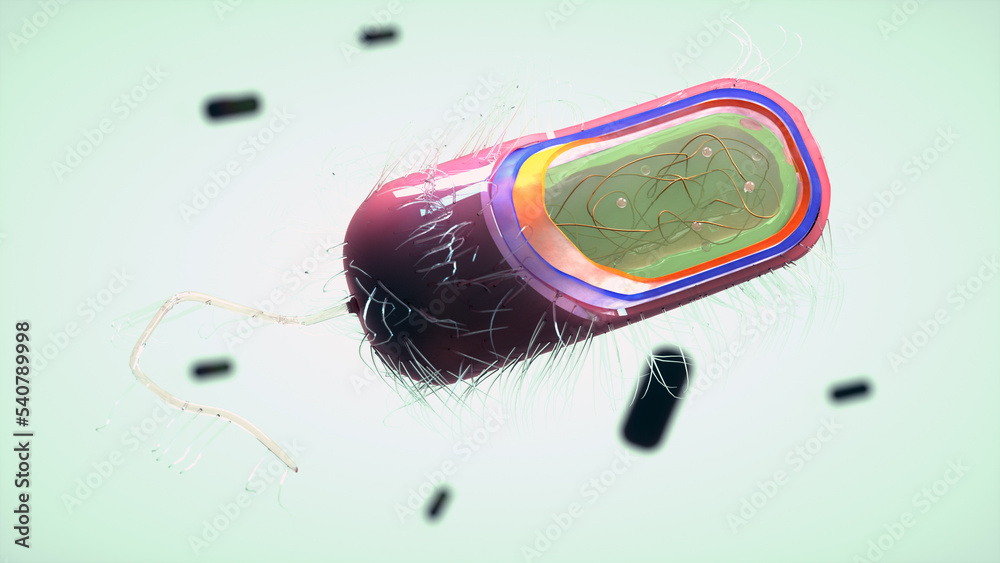 Prokaryote or prokaryotic cell structure realistic 3D visualization ...