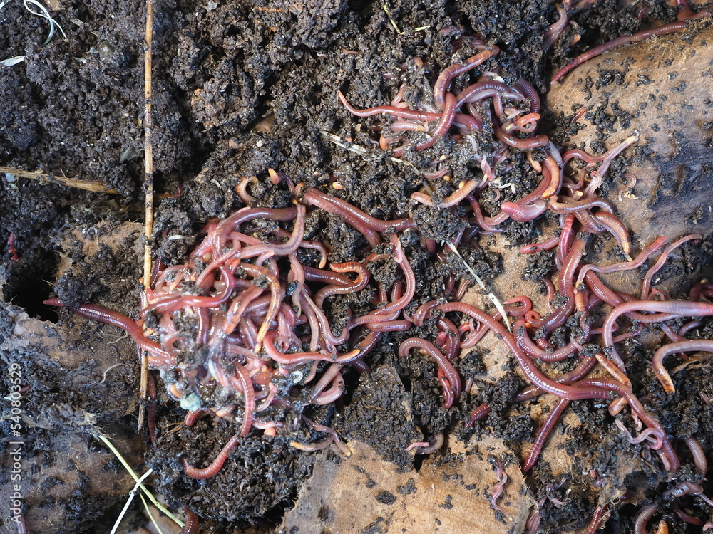 compost Californian red worms in vermicompost Stock Photo | Adobe Stock