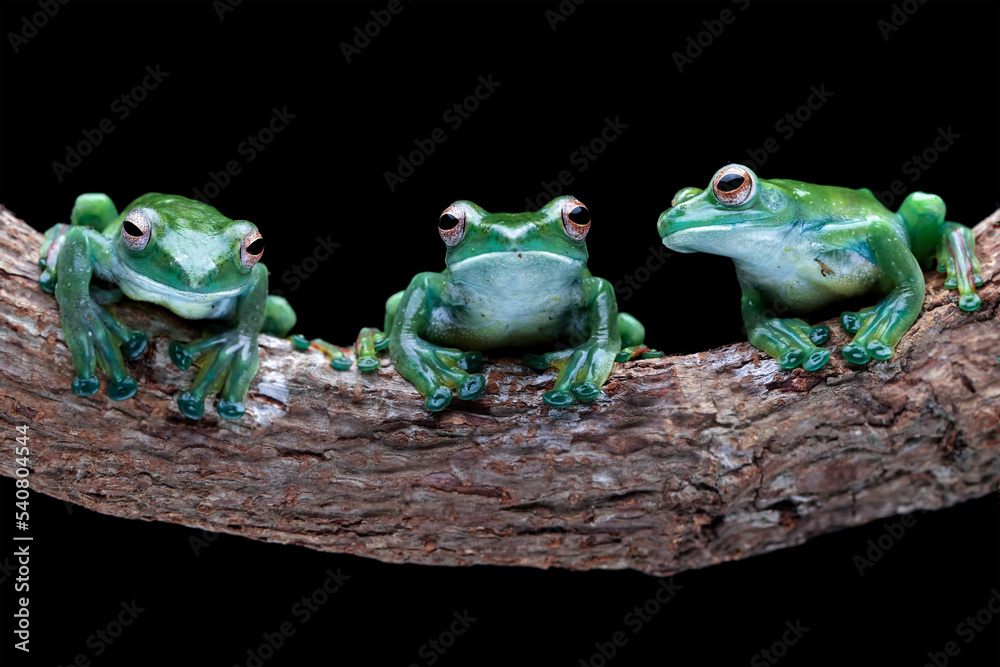 Jade tree frog sitting isolated on black background, Rhacophorus ...