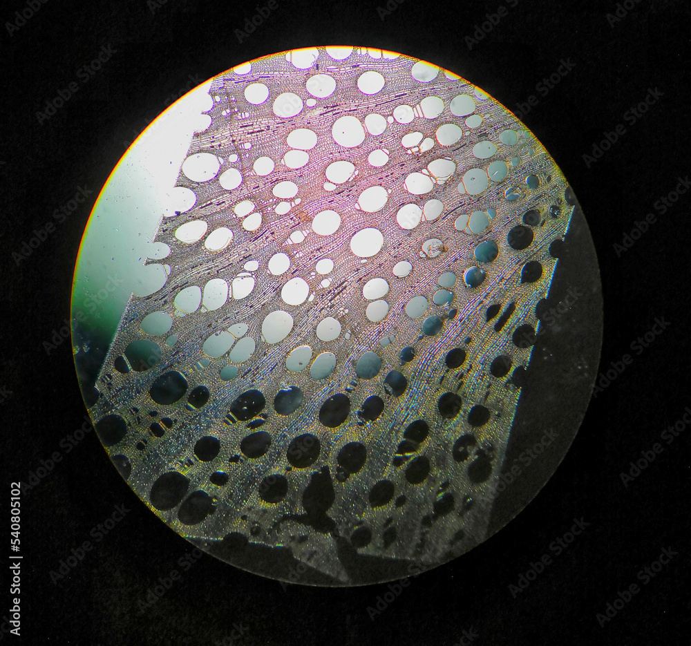 The microscope image of plant phloem and xylem Stock Photo | Adobe Stock