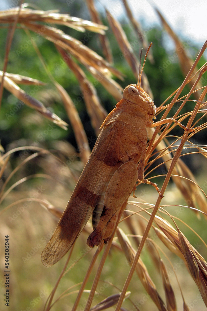 Locusts, sitting on the stem of grass in the field on a summer day. Short mustaches, powerful ...