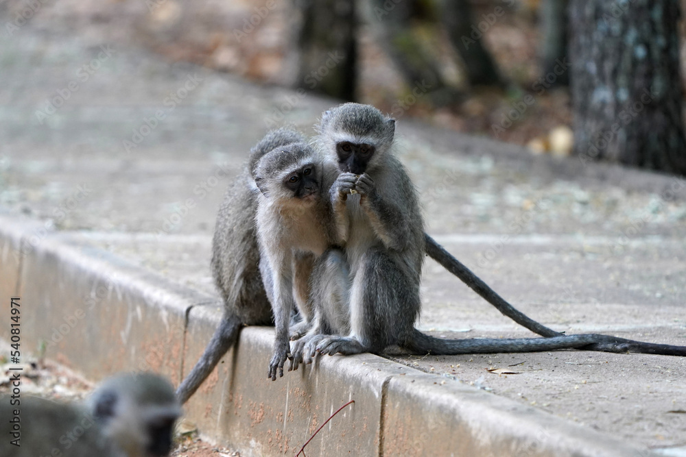 Vervet Monkeys playing around and messing around in a holiday Resort ...