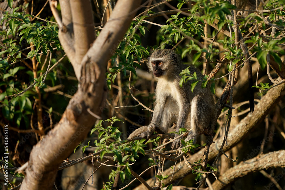 Foto de Monkey business, Vervet monkeys hanging in a tree looking ...