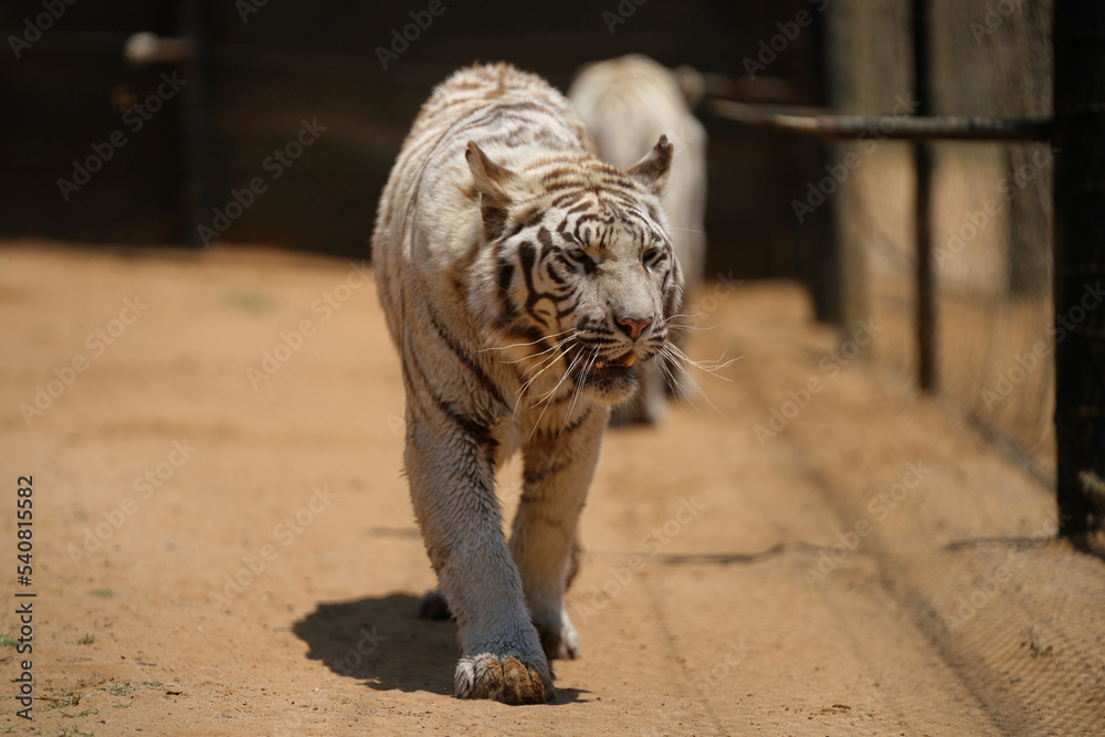 Tiger Standing Up On Hind Legs