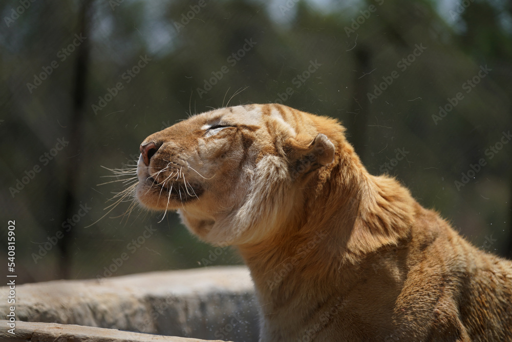 Incredibly Aggressive female tiger roaring loud at its mate showing ...