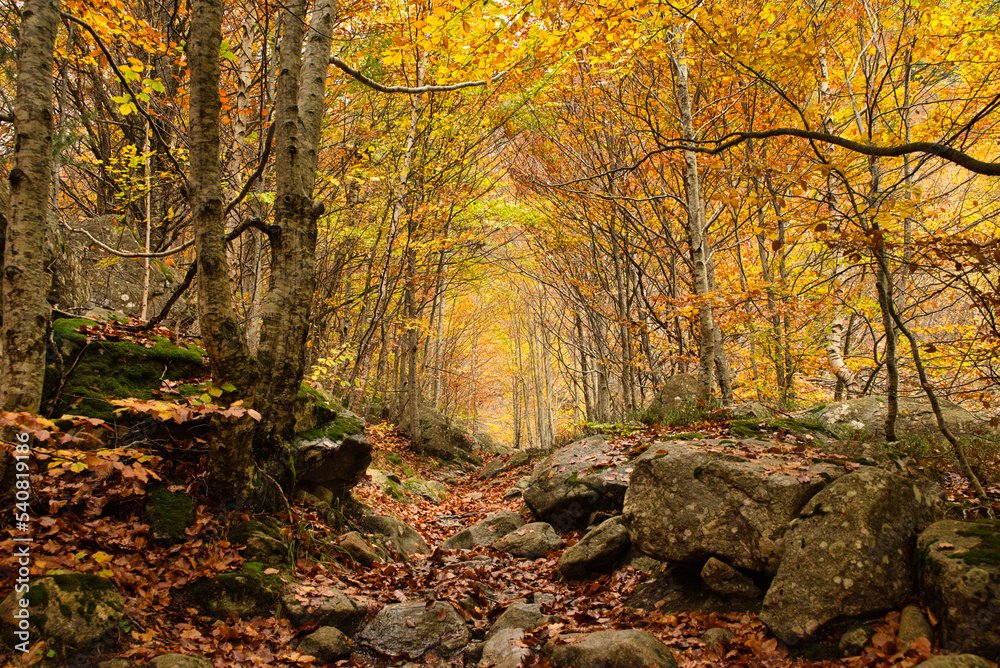 Autumn forest landscape with autumn leaves path and warm light ...
