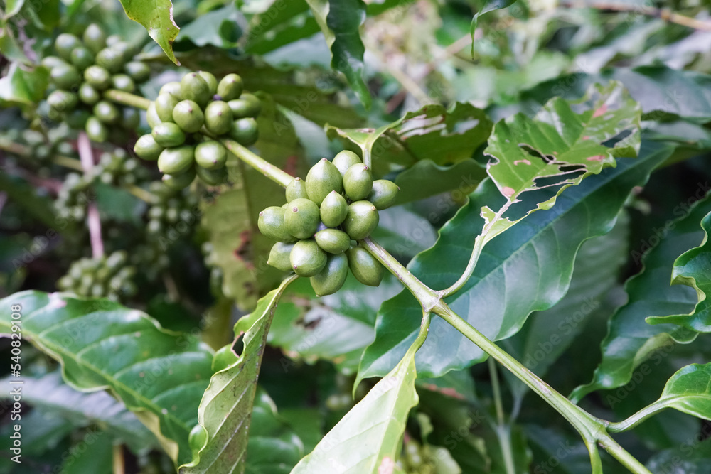 Selected only by farmers who grow Robusta coffee beans on the farm ...