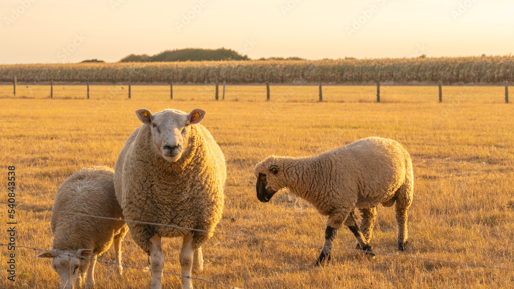 white Sheeps in paddock on wheat field background.Farm animals. Animal ...