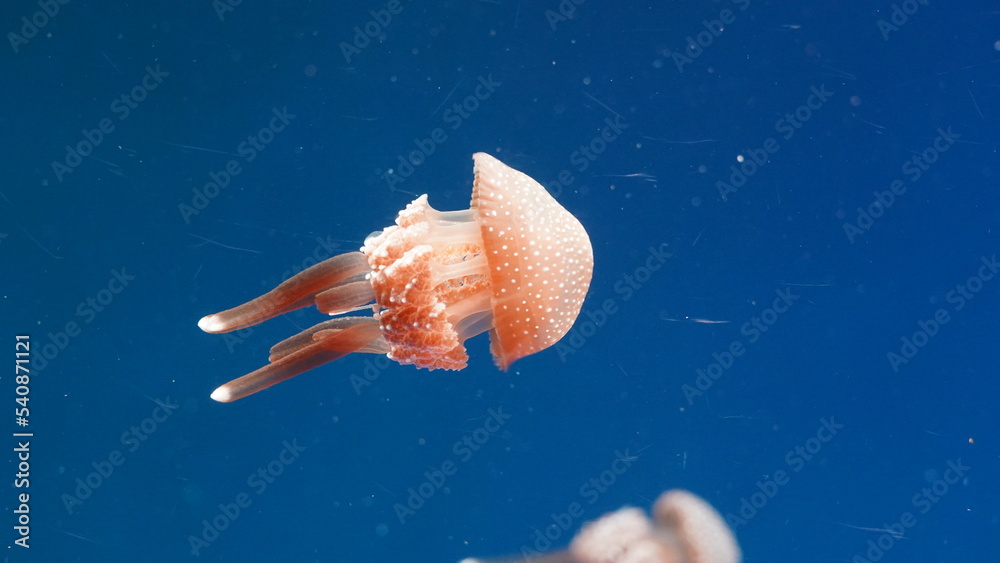 Phyllorhiza punctata, commonly known as the Australian spotted ...