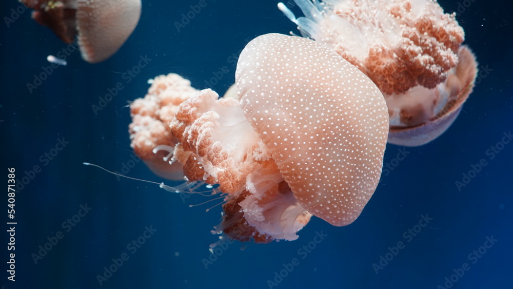 Phyllorhiza punctata, commonly known as the Australian spotted ...