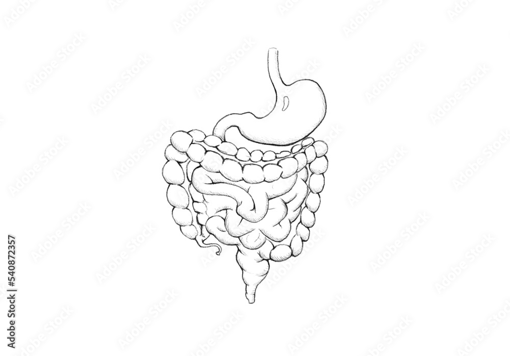 Human digestive system anatomy Stock Illustration | Adobe Stock