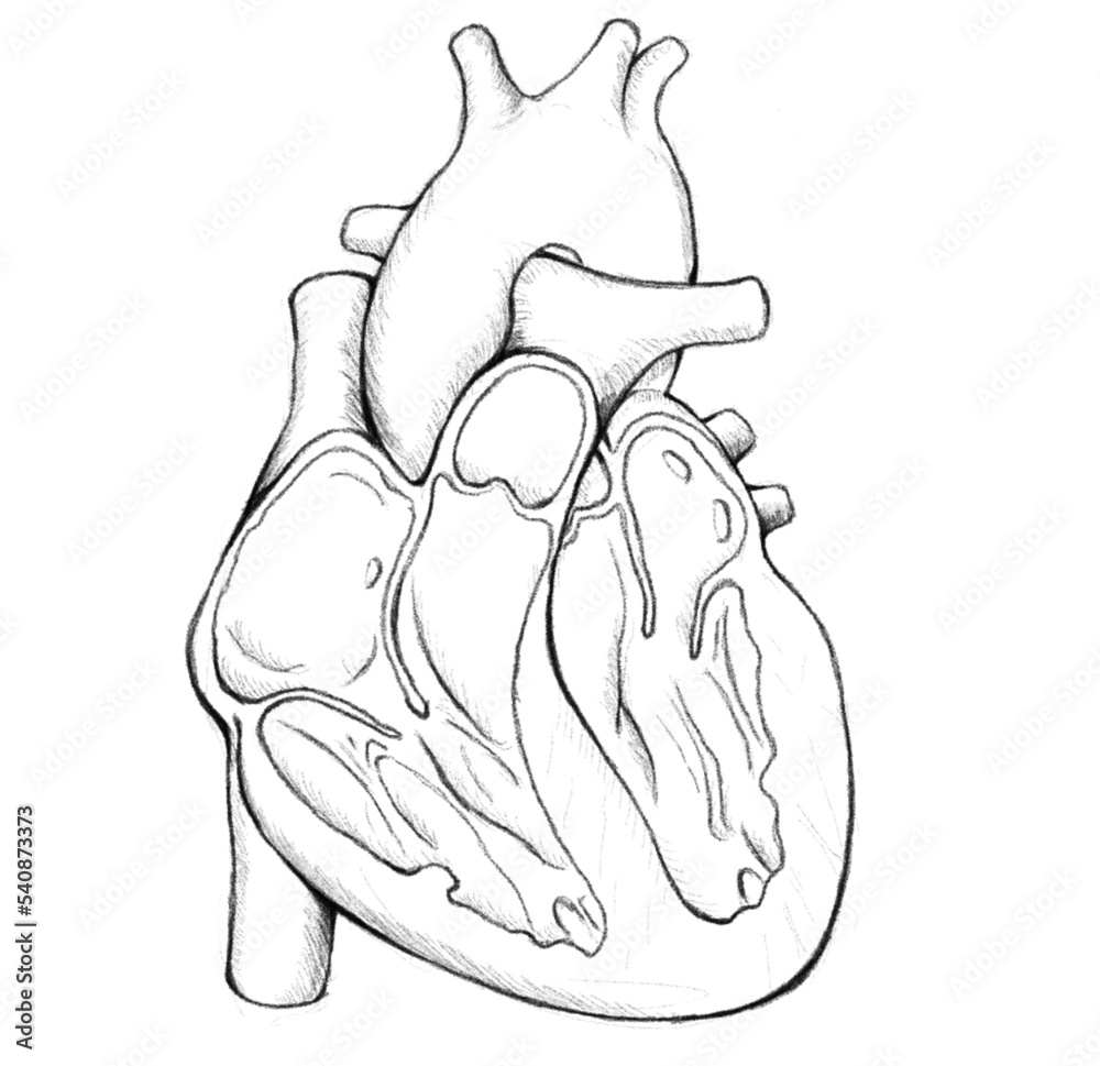 Human heart anatomy sketch drawing Stock Illustration | Adobe Stock