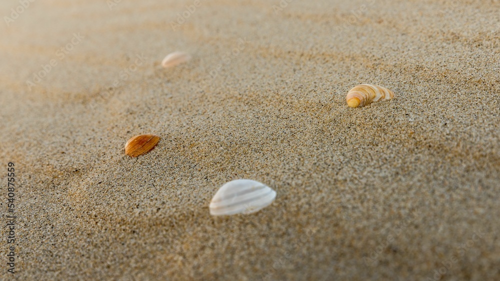 Sandy beach with seashells in sunlight, perfect for wallpapers and ...